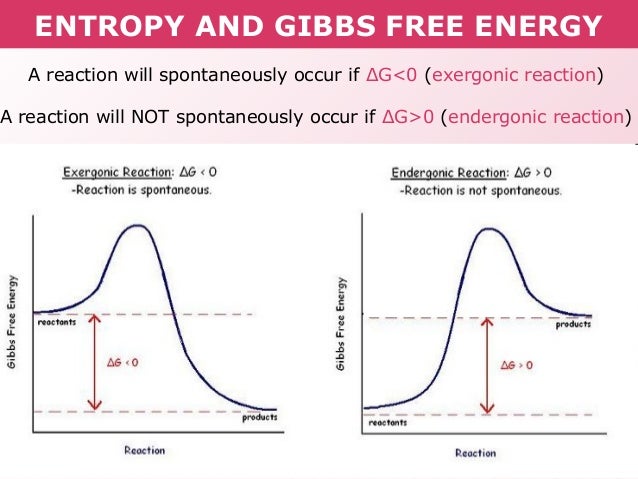 Tang 05 entropy and gibb's free energy