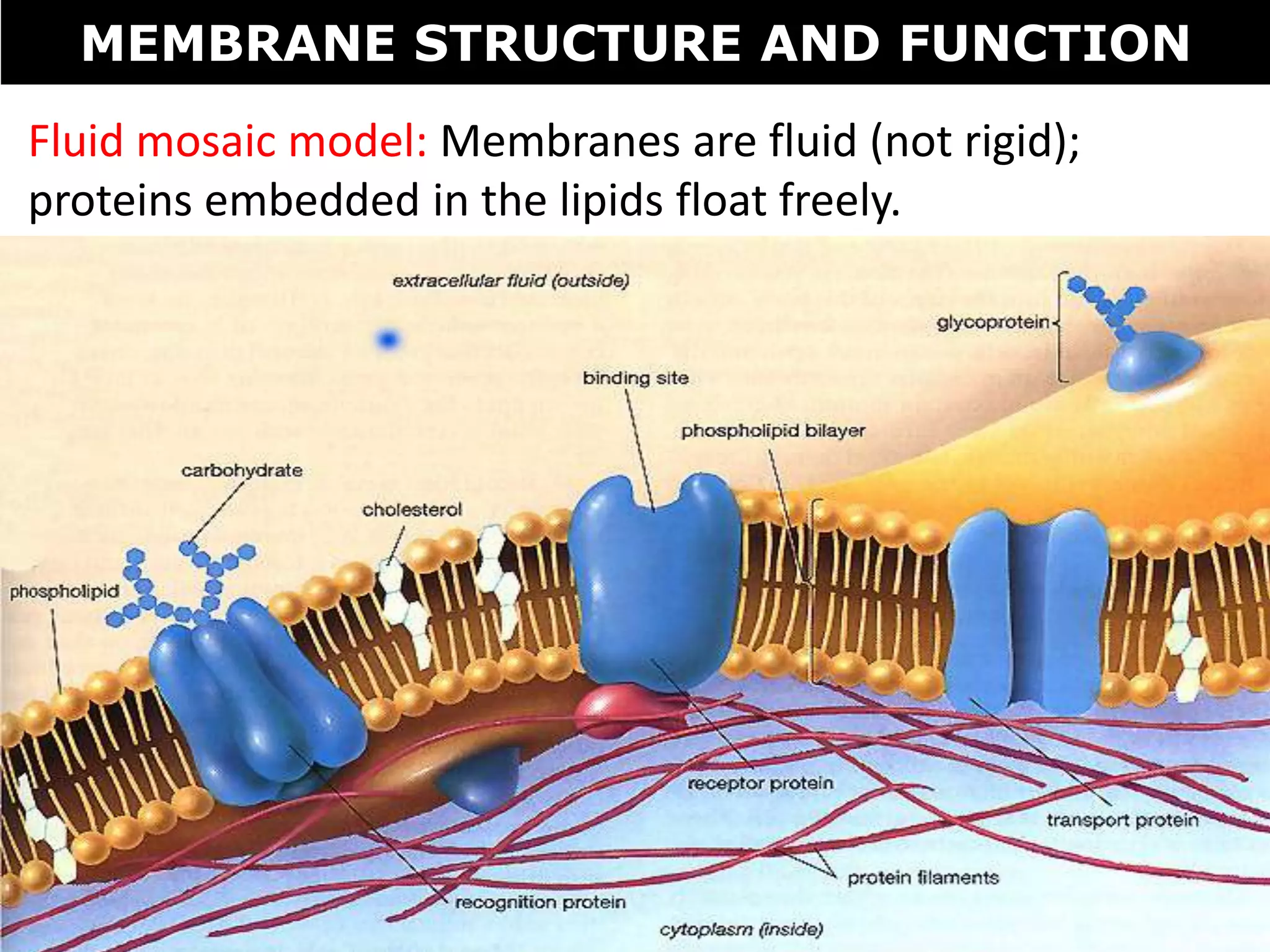 Tang 05 membrane structure and functions | PPTX