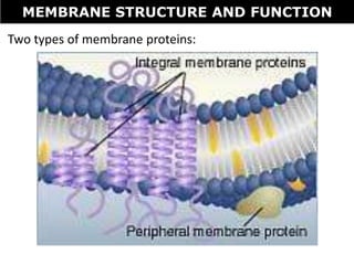 Tang 05 membrane structure and functions | PPTX