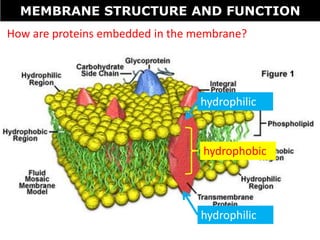 Tang 05 membrane structure and functions | PPTX