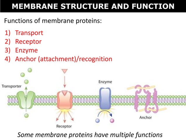 Tang 05 membrane structure and functions | PPTX