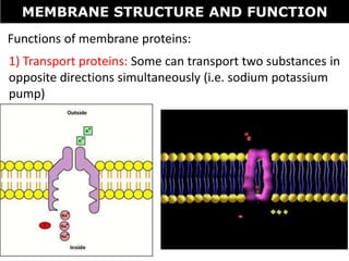 Tang 05 membrane structure and functions | PPTX