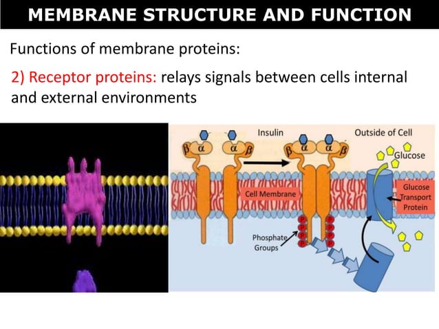 Tang 05 membrane structure and functions | PPTX