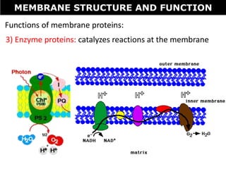 Tang 05 membrane structure and functions | PPTX