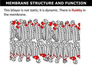 Tang 05 membrane structure and functions | PPTX