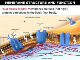 Tang 05 membrane structure and functions | PPTX