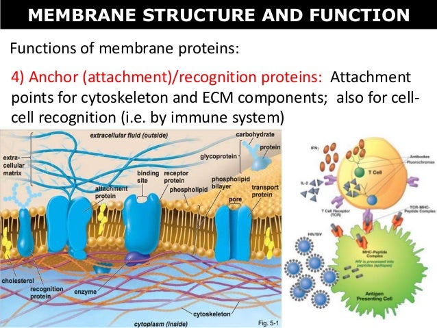 Cell Recognition Proteins