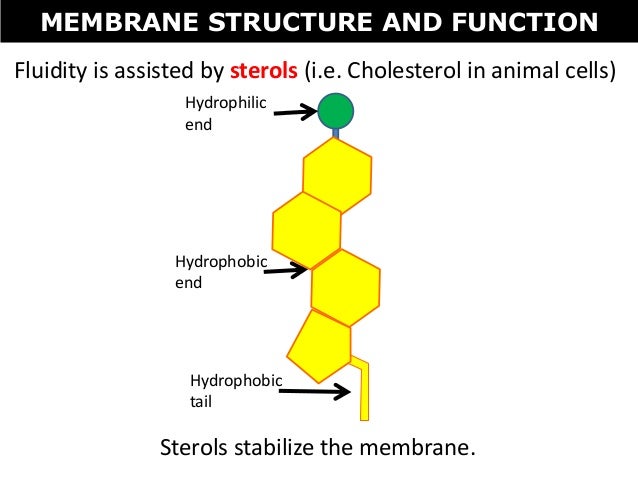 Tang 05 membrane structure and functions