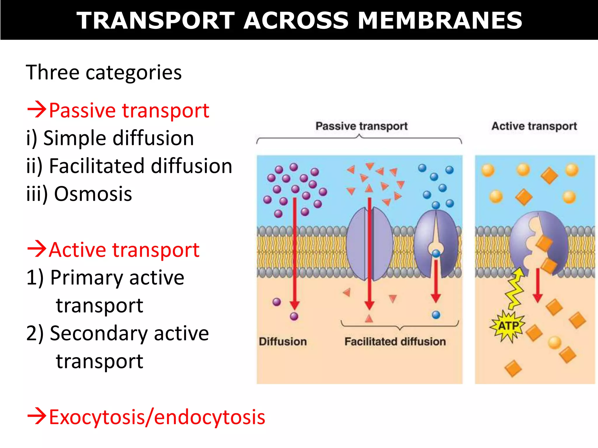 Tang 06 transport across membranes | PPTX