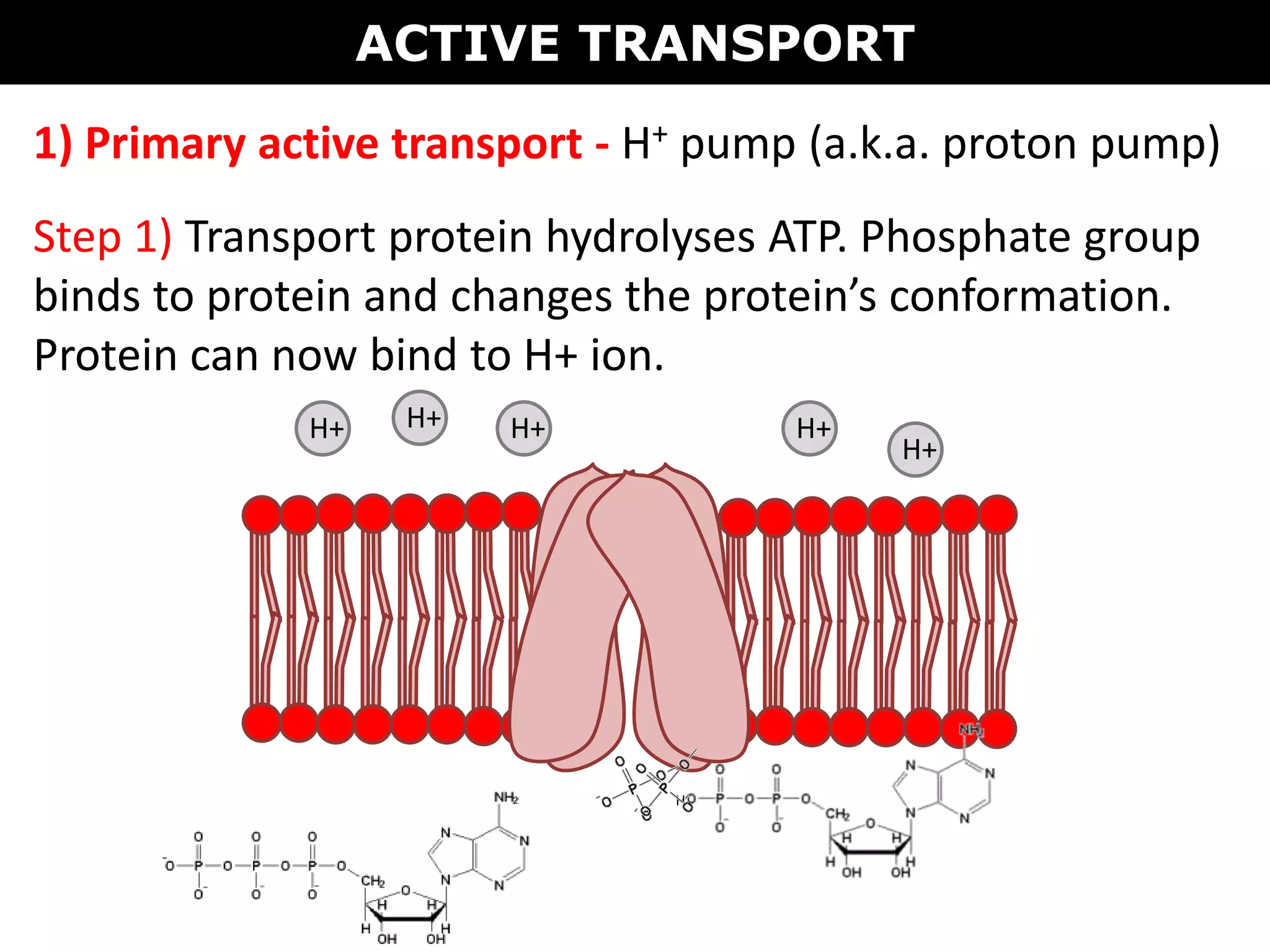 Tang 06 transport across membranes | PPT