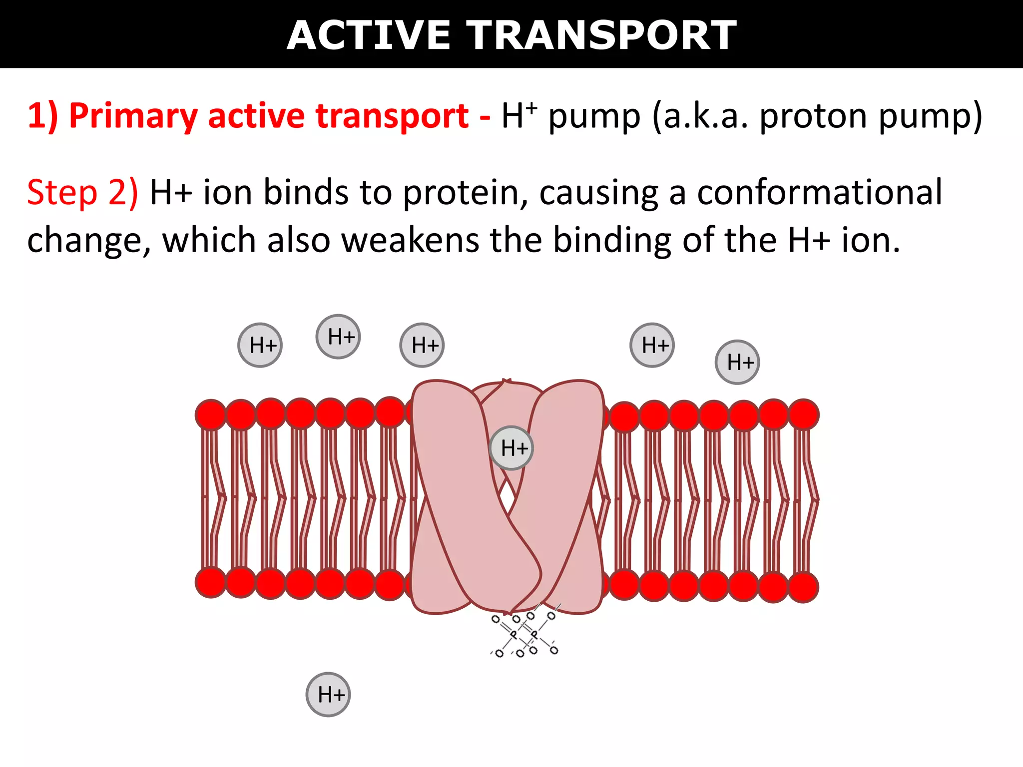 Tang 06 transport across membranes | PPTX