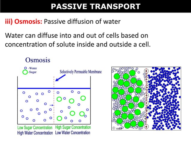 Tang 06 transport across membranes | PPT