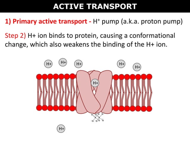 Tang 06 transport across membranes | PPT