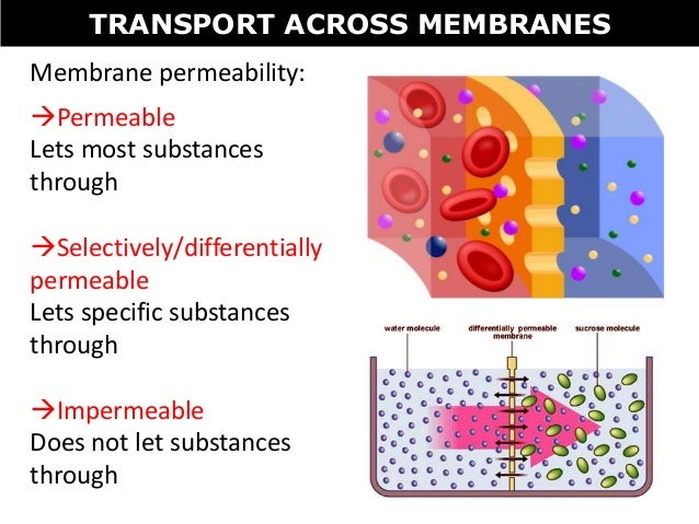 Tang 06 transport across membranes