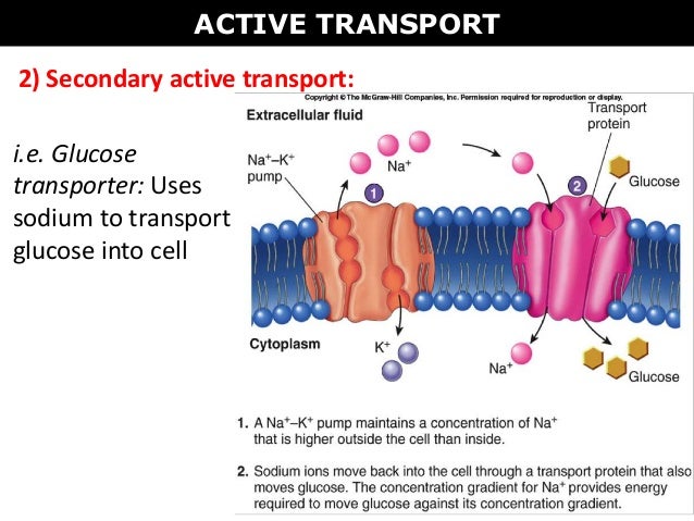 Tang 06 transport across membranes