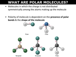 Tang 08 polarity | PPT