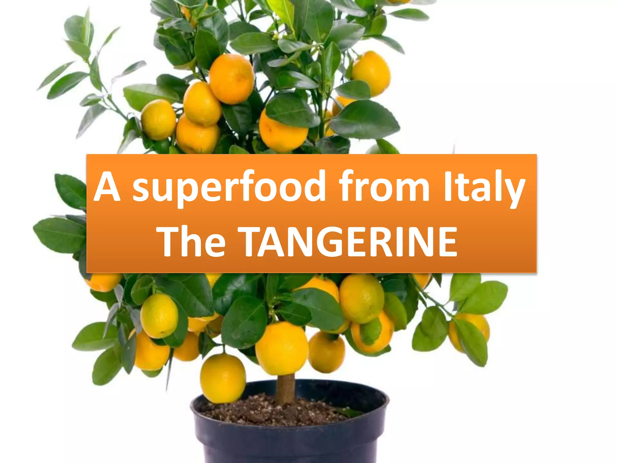 Tangarine | PPTX
