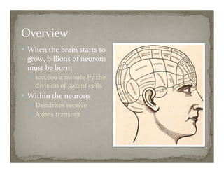 Tangled wing presentation | PDF | Genetics | Science