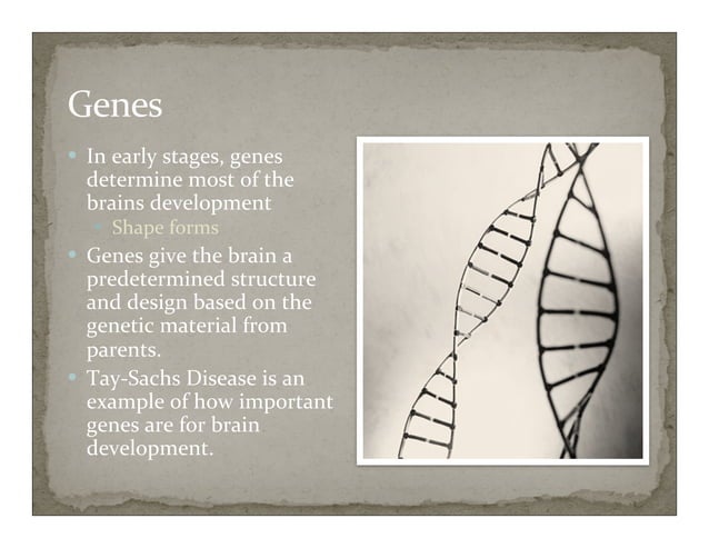 Tangled wing presentation | PDF | Genetics | Science