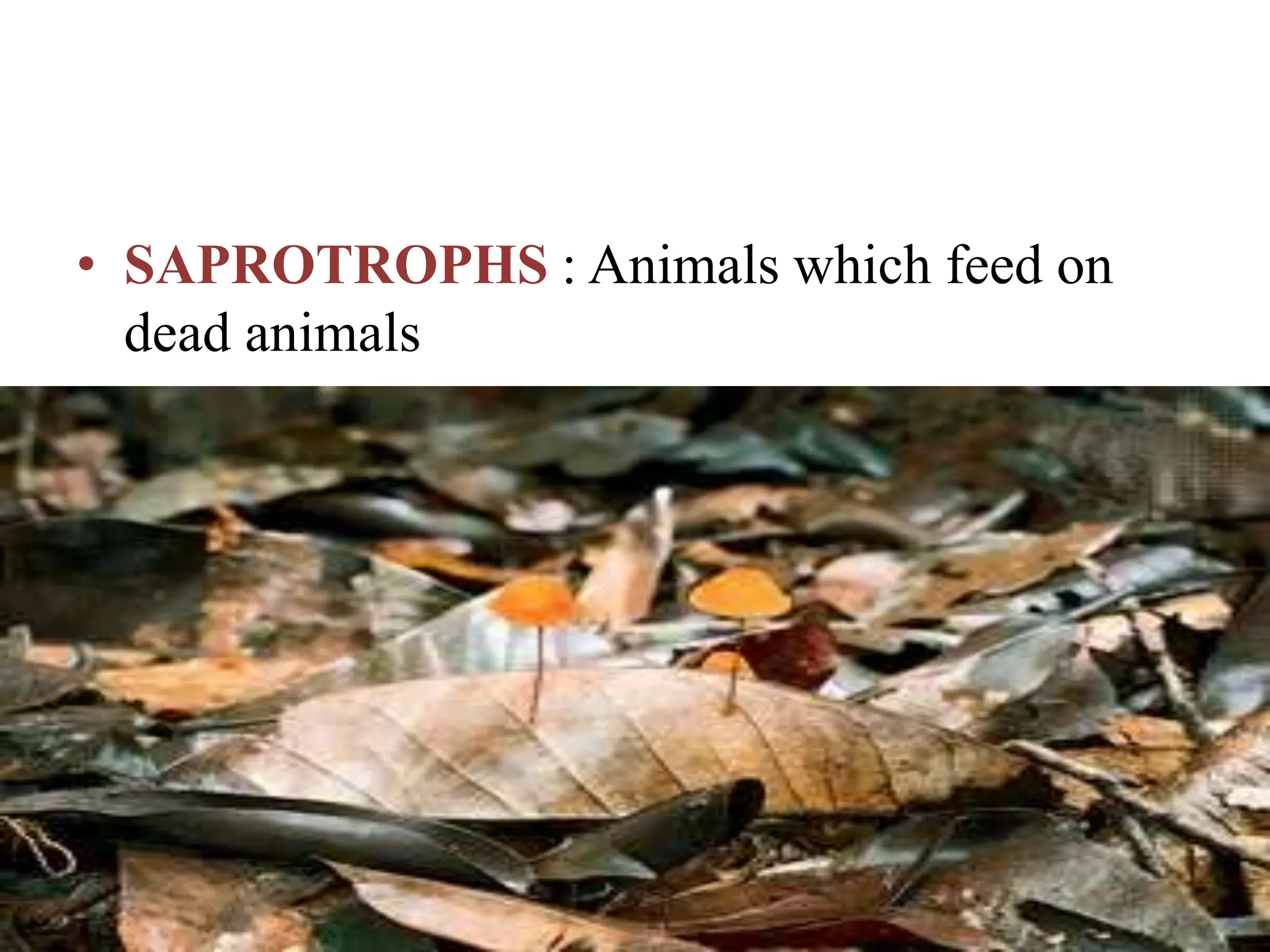 CLASS 7 PPT SCIENCE : FOREST OUR LIFE LINE CBSE | PPTX