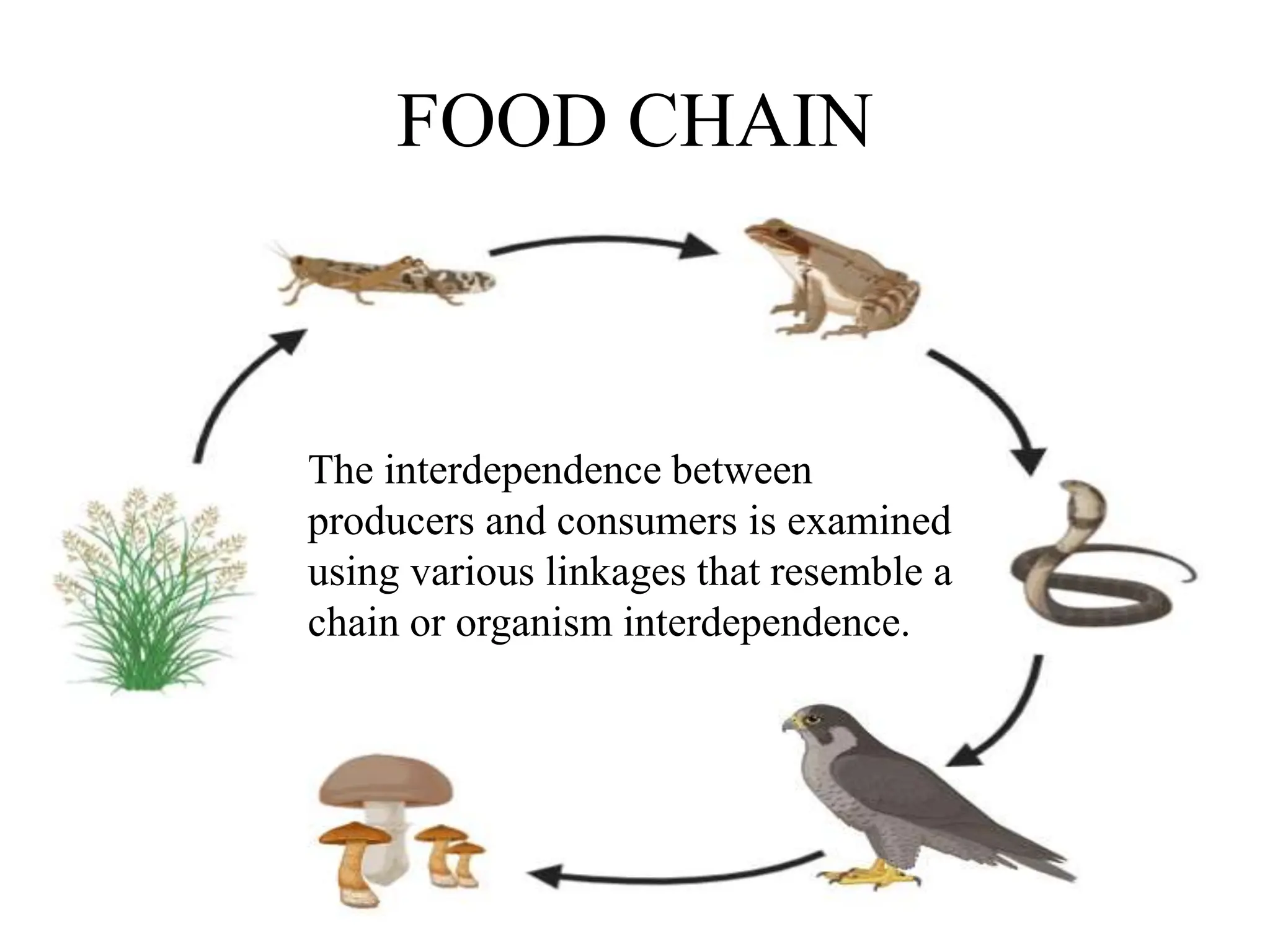 CLASS 7 PPT SCIENCE : FOREST OUR LIFE LINE CBSE | PPTX