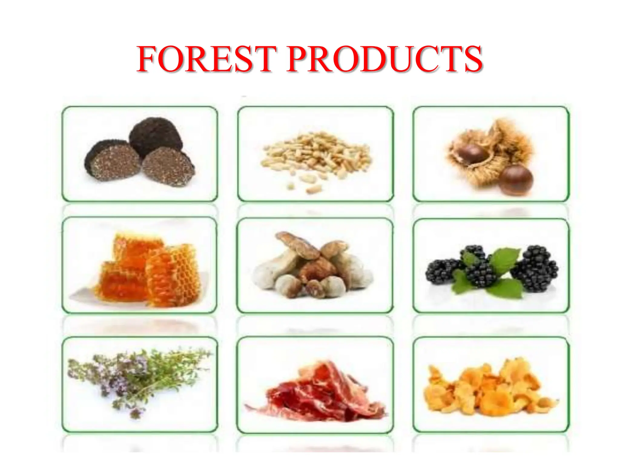 CLASS 7 PPT SCIENCE : FOREST OUR LIFE LINE CBSE | PPTX