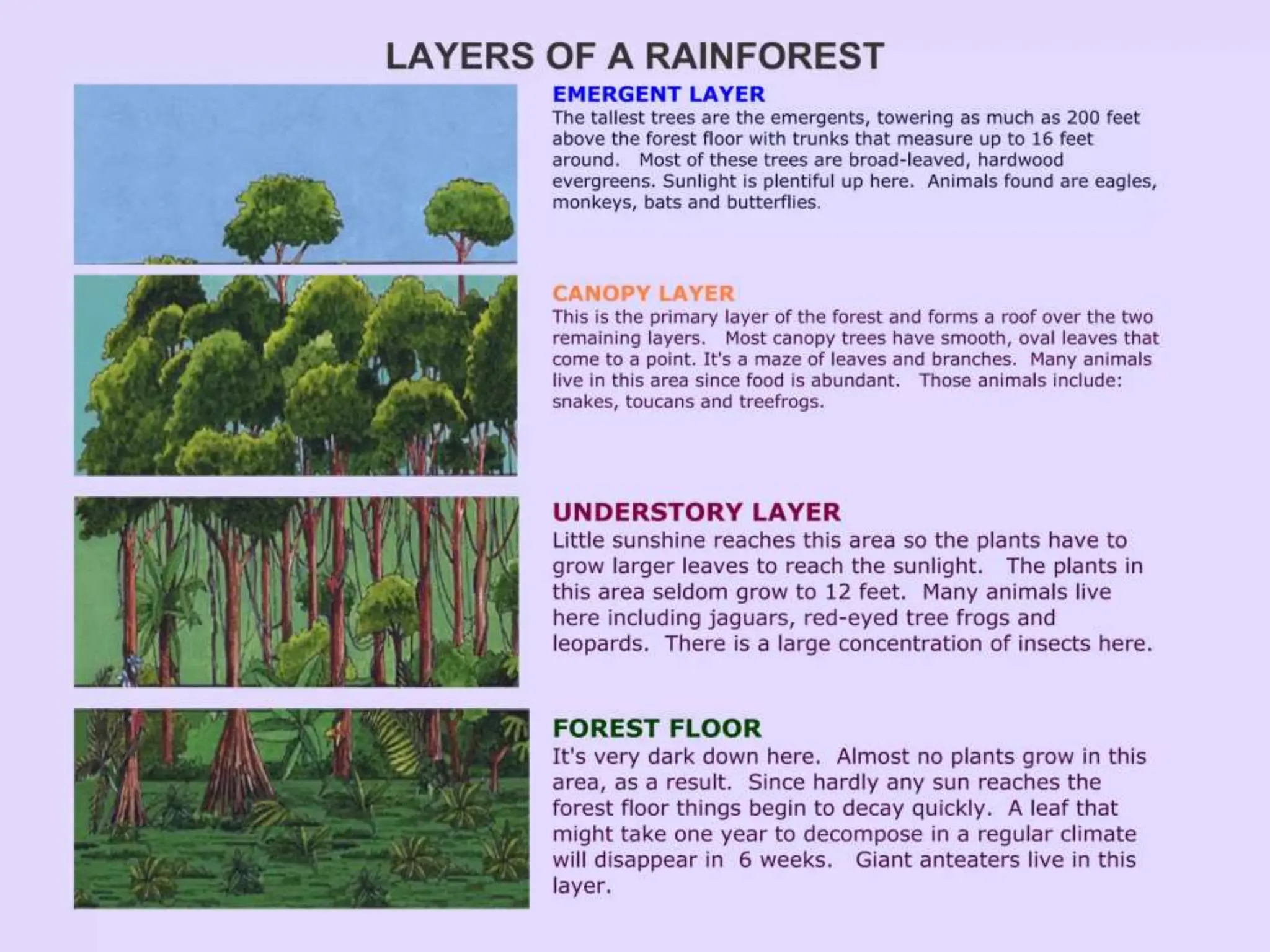 CLASS 7 PPT SCIENCE : FOREST OUR LIFE LINE CBSE | PPTX