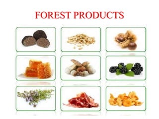 CLASS 7 PPT SCIENCE : FOREST OUR LIFE LINE CBSE | PPTX