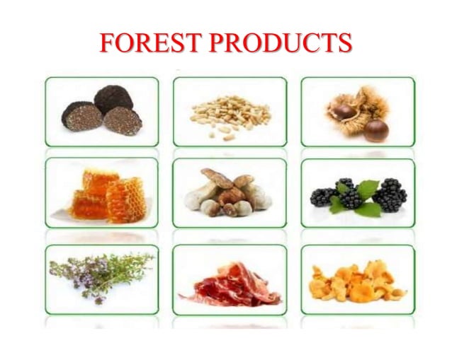 CLASS 7 PPT SCIENCE : FOREST OUR LIFE LINE CBSE | PPTX | Indoor ...