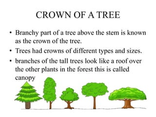 CLASS 7 PPT SCIENCE : FOREST OUR LIFE LINE CBSE | PPTX