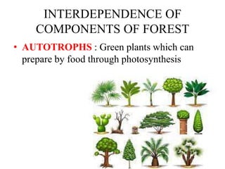 CLASS 7 PPT SCIENCE : FOREST OUR LIFE LINE CBSE | PPTX
