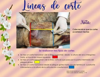 Disección de la región glútea. | PDF