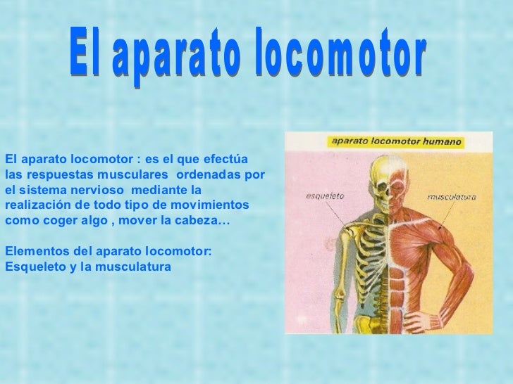 Aparato Locomotor Funciones Partes Y Caractersticas
