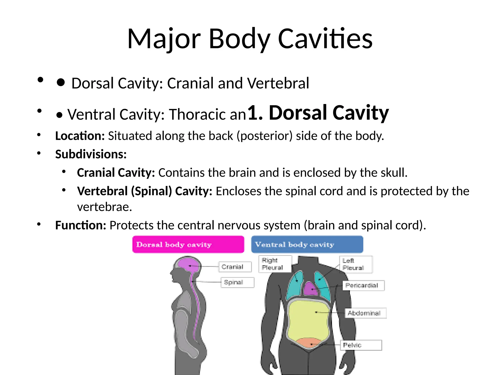 BODY CAVITIES AND THORACIC DUCT WITH DIAGRAMS | PPTX