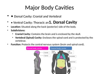 BODY CAVITIES AND THORACIC DUCT WITH DIAGRAMS | PPTX