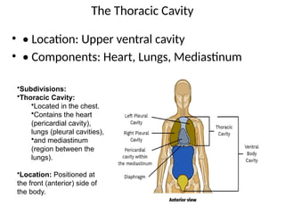 BODY CAVITIES AND THORACIC DUCT WITH DIAGRAMS | PPTX