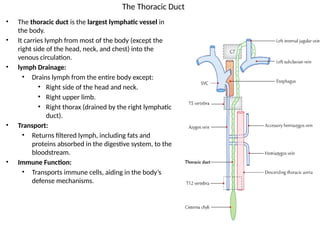 BODY CAVITIES AND THORACIC DUCT WITH DIAGRAMS | PPTX