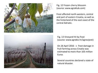Crop Damage due to Frost across two Diverse Agro-environments | PPTX