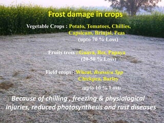 Crop Damage due to Frost across two Diverse Agro-environments | PPTX