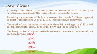 Immunoglobulins | PPT