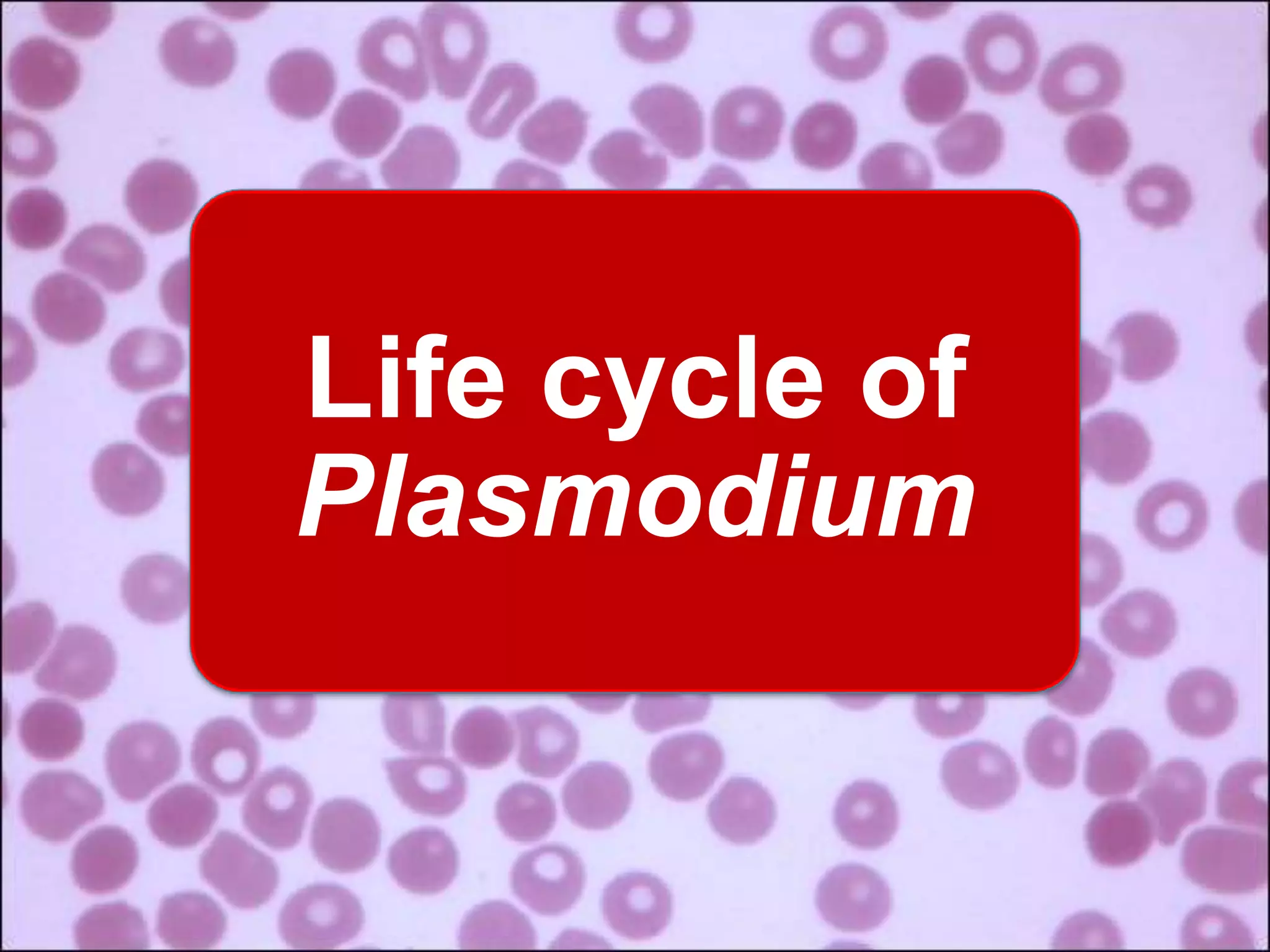Plasmodium Life Cycle | PPTX