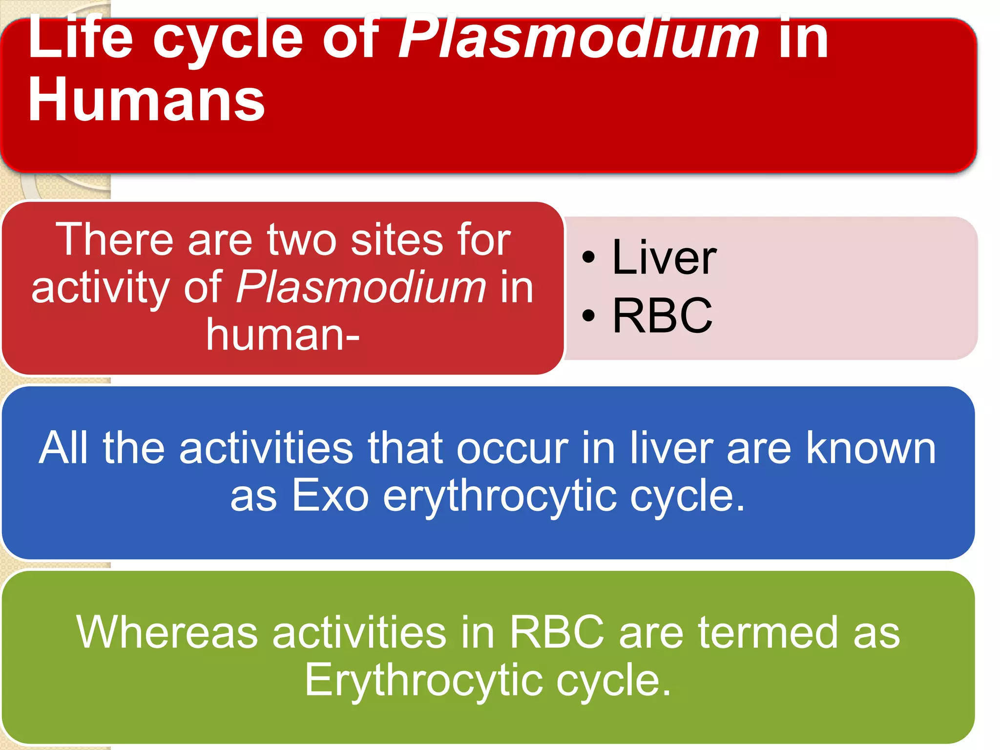 Plasmodium Life Cycle | PPTX