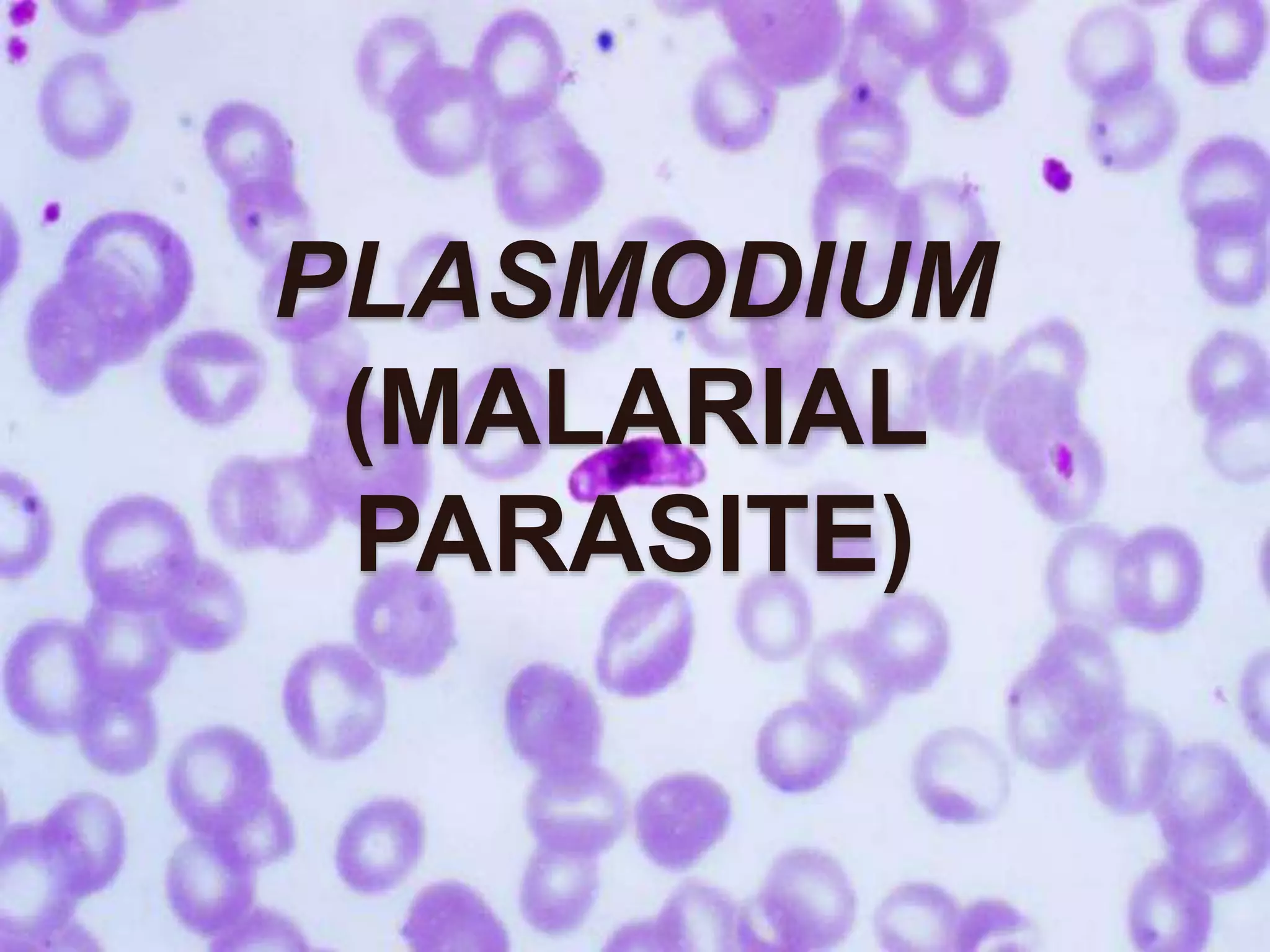 Plasmodium Life Cycle | PPTX