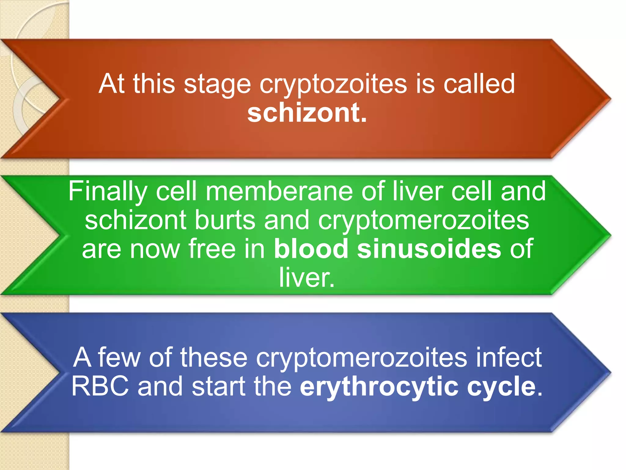 Plasmodium Life Cycle | PPTX