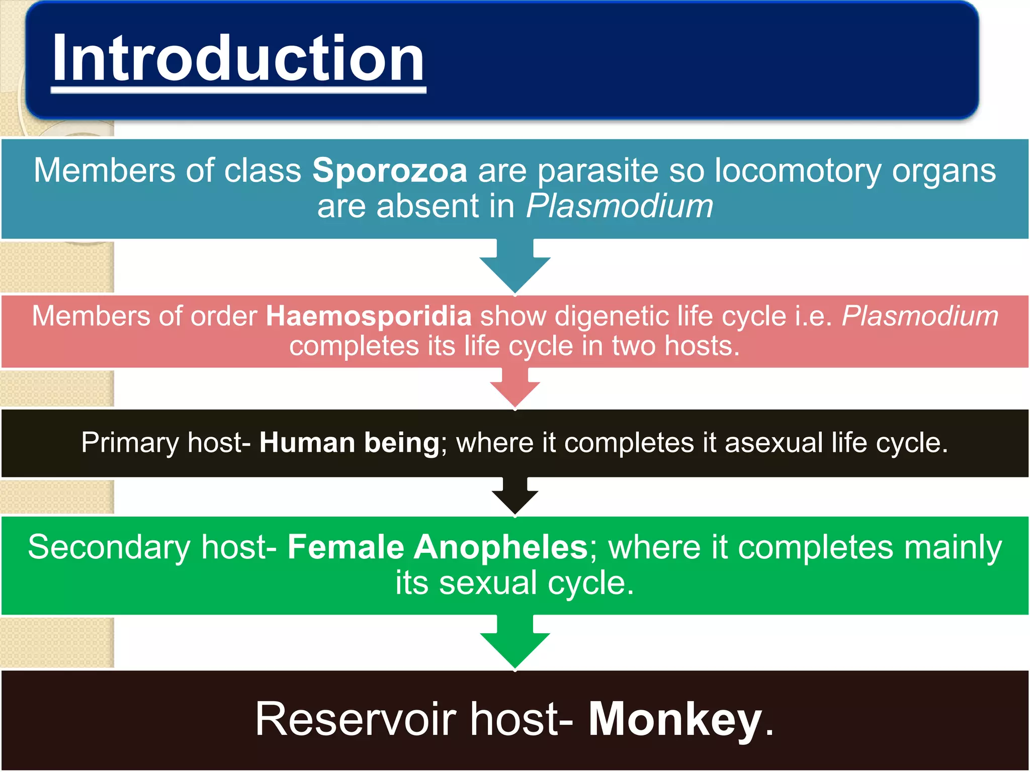 Plasmodium Life Cycle | PPTX