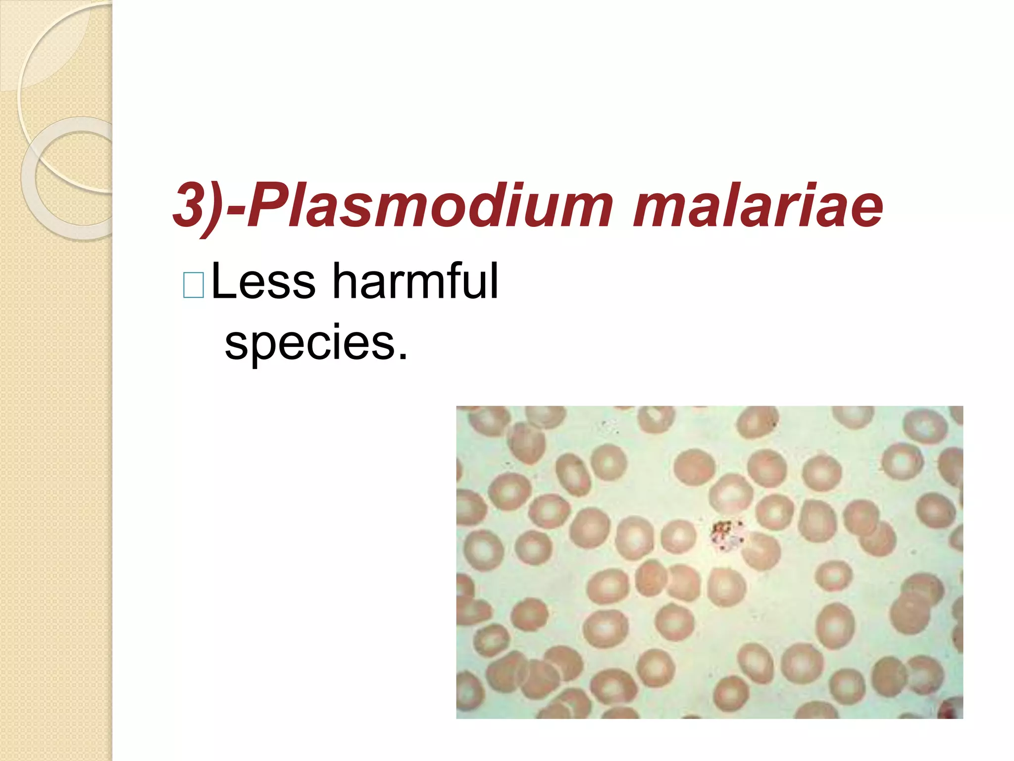 Plasmodium Life Cycle | PPTX