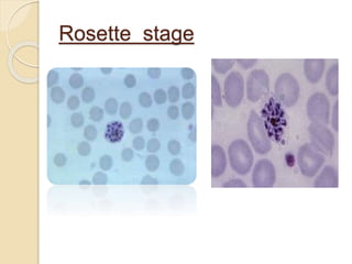 Plasmodium Life Cycle | PPTX