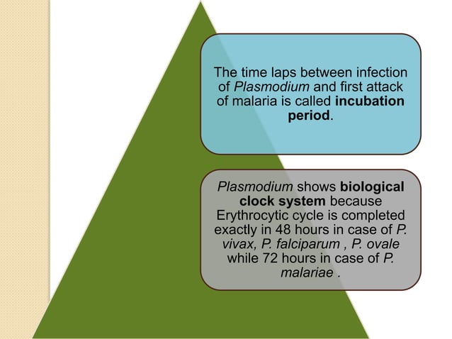 Plasmodium Life Cycle | PPTX