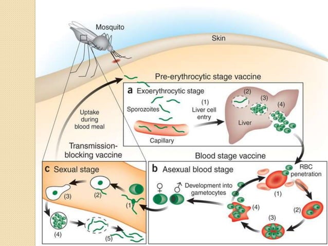 Plasmodium Life Cycle | PPTX