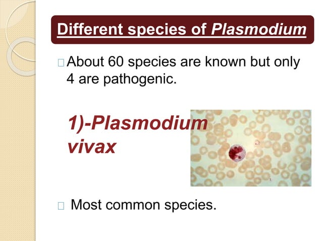 Plasmodium Life Cycle | PPTX